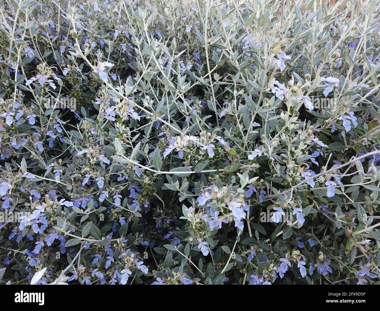 Azure tree germander hi-res stock photography and images - Alamy