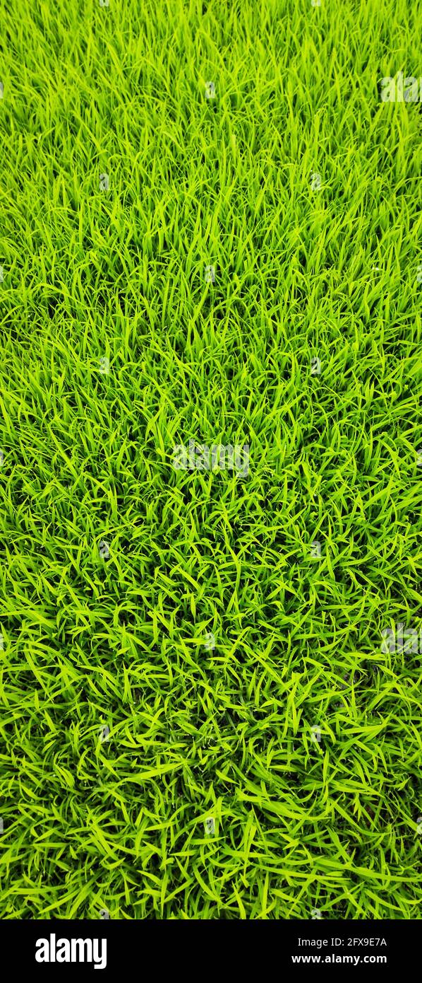 Vertical shot of green rice plants in a field Stock Photo - Alamy