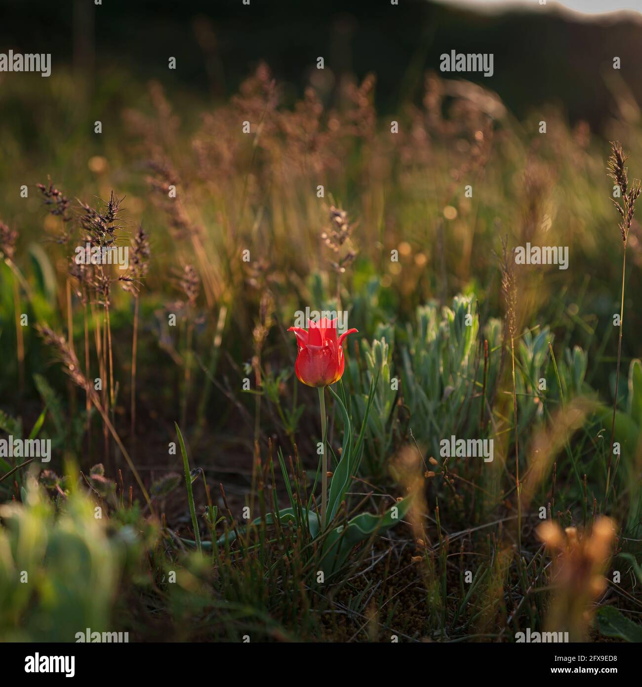 beautiful wildflowers in the sunset rays. Wild tulips Schrenk in the ...