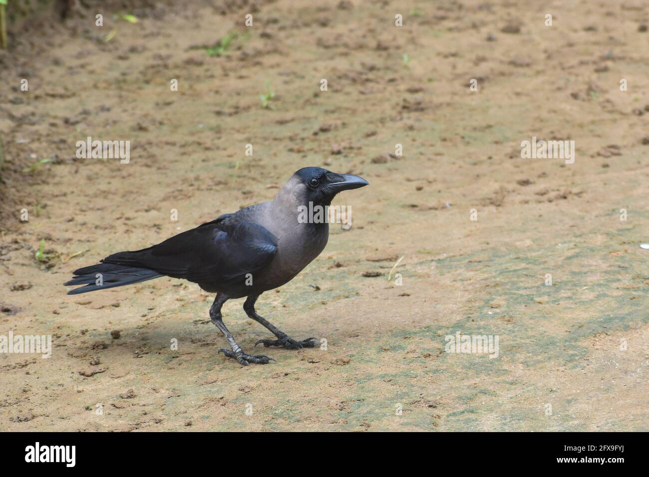 Indian grey necked crow hi-res stock photography and images - Alamy