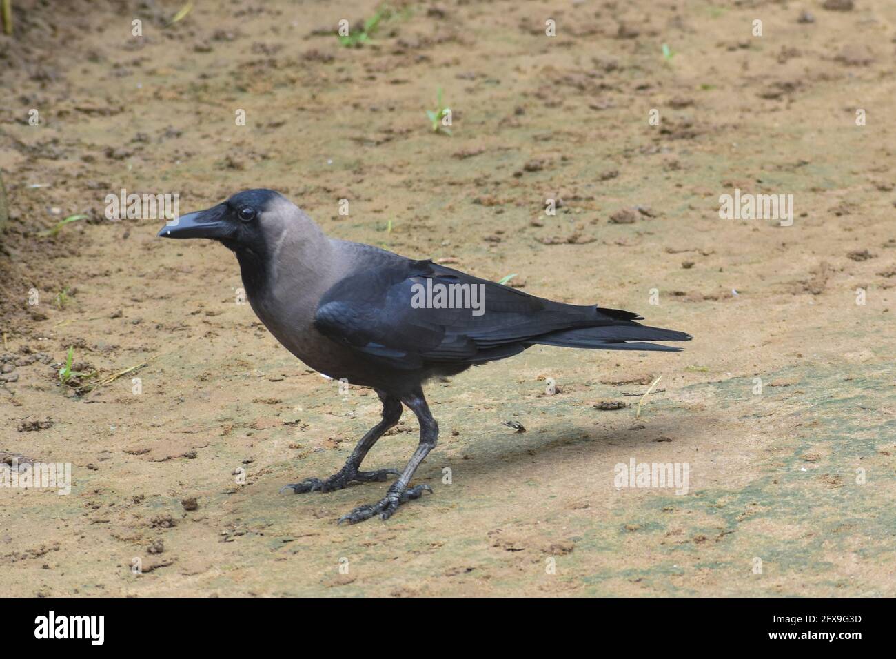 Indian grey necked crow hi-res stock photography and images - Alamy