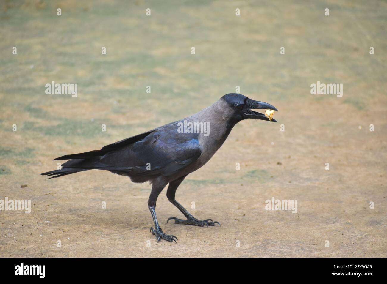 Single gray crow carrying food in its beak Stock Photo - Alamy