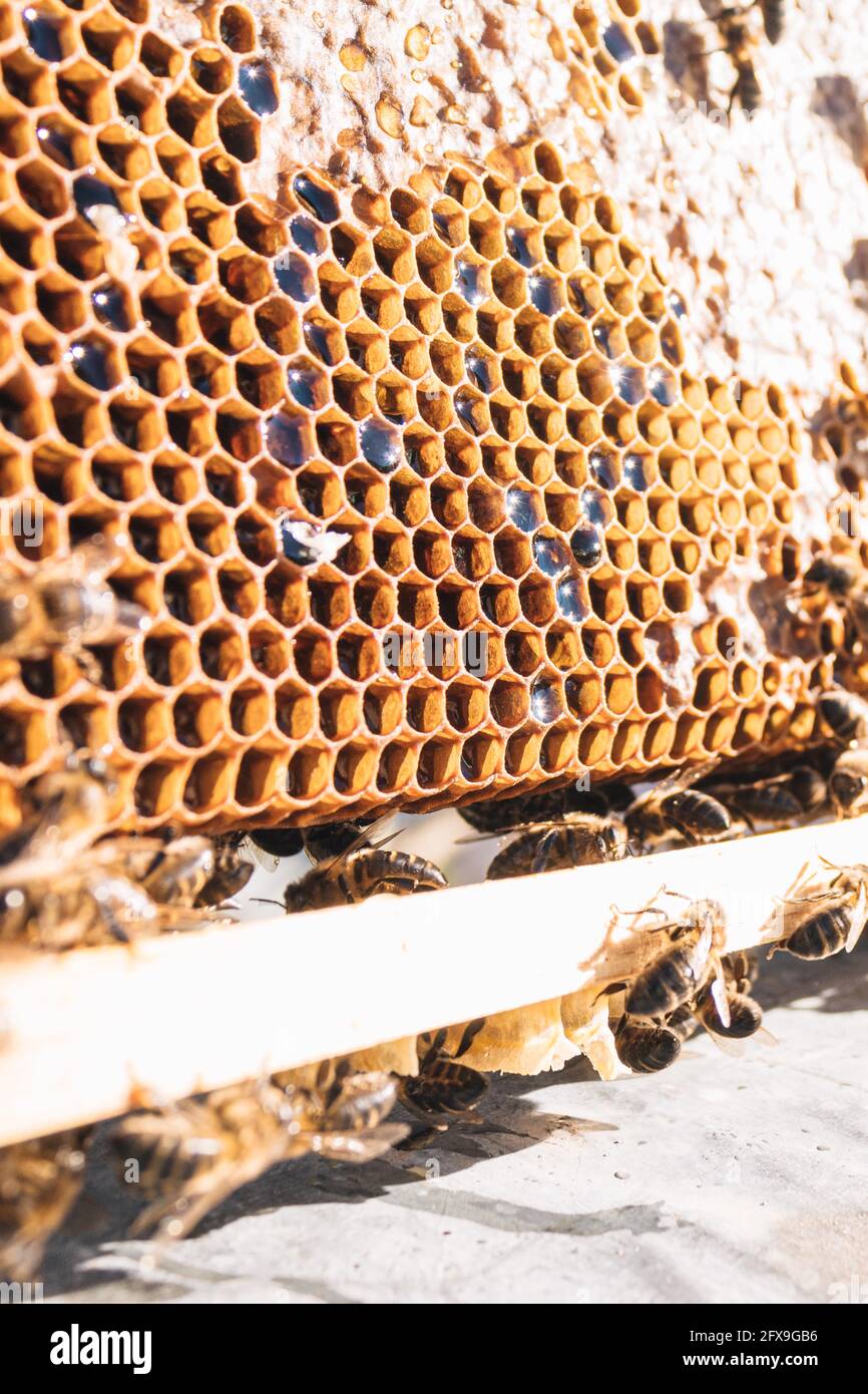 detail of a honeycomb surrounded by bees with hexagonal cells or ...