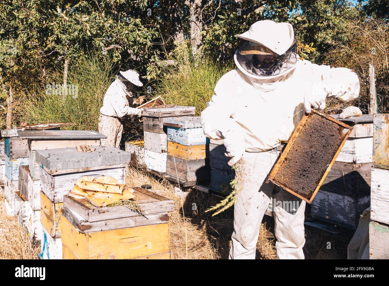 Two young beekeepers in sting protection suits collecting honey combs ...