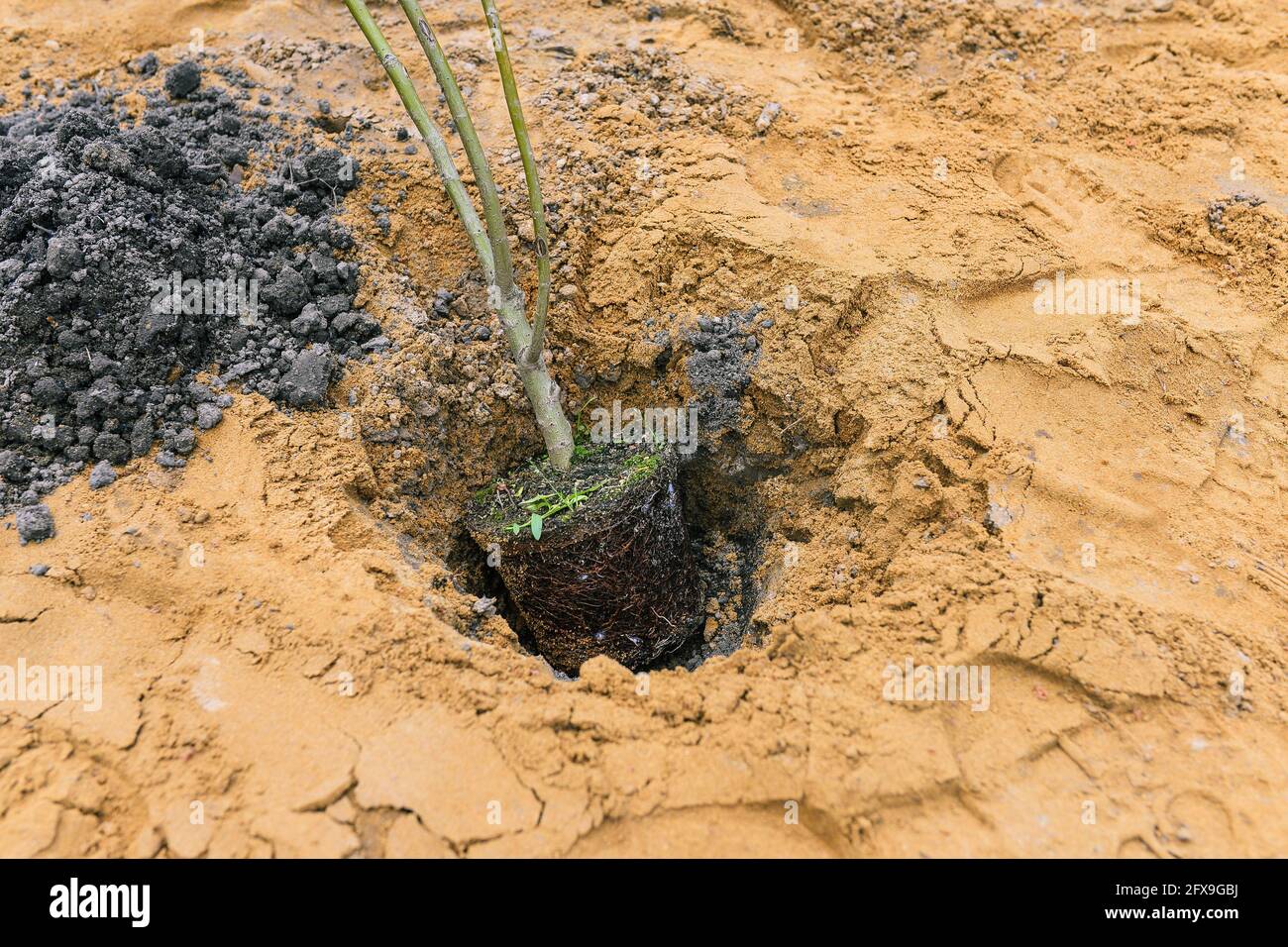 Planting a tree in the ground. Sand and plant pit. New life concept ...