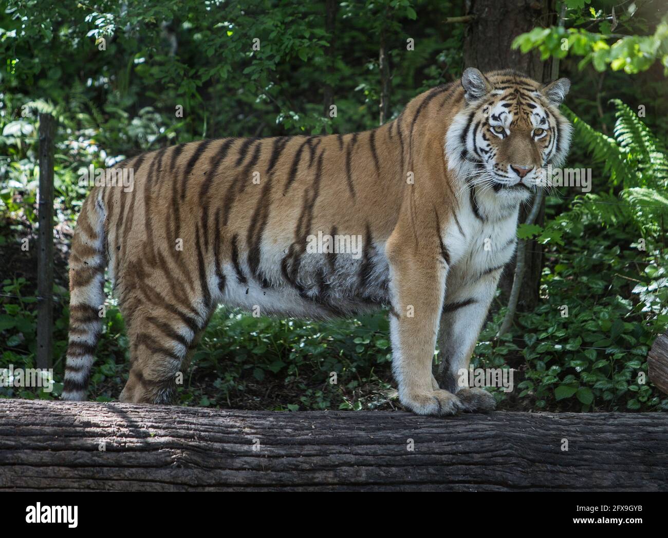 Animals, zoo, captivity Stock Photo - Alamy