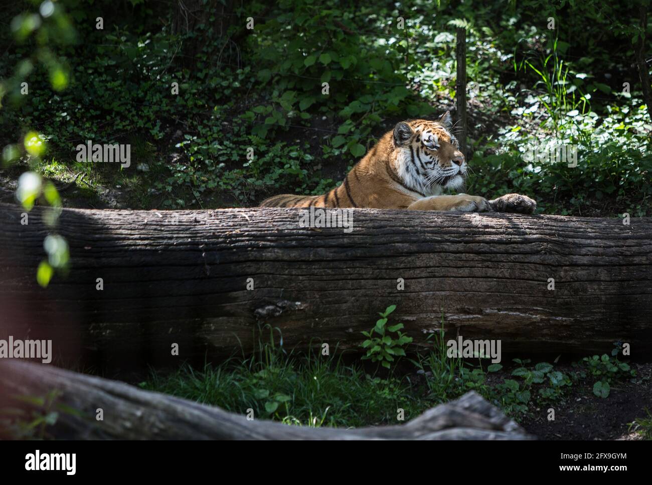 Animals, zoo, captivity Stock Photo - Alamy