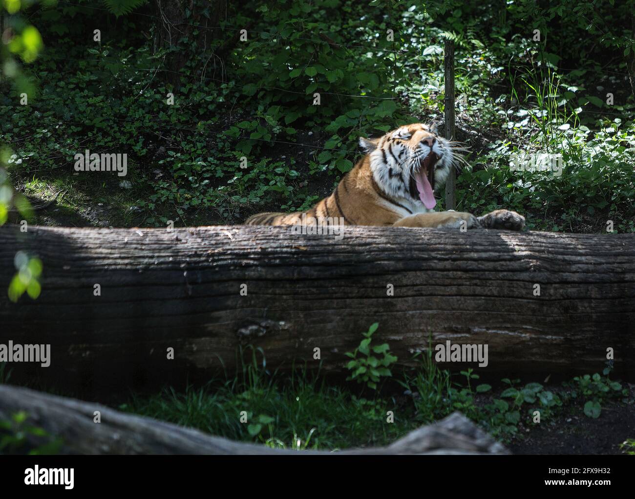 Animals, zoo, captivity Stock Photo - Alamy