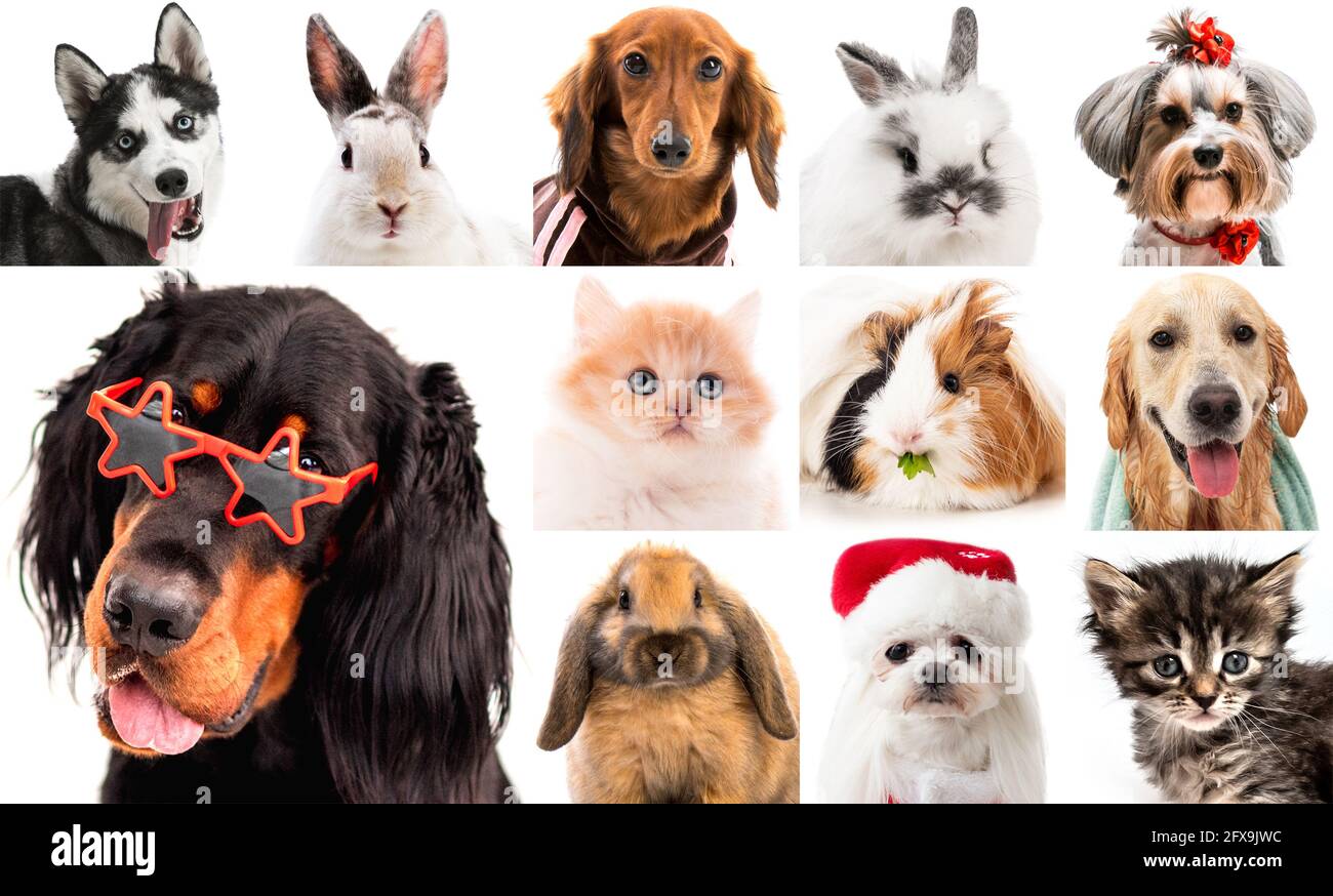 Collage with different pets Stock Photo - Alamy