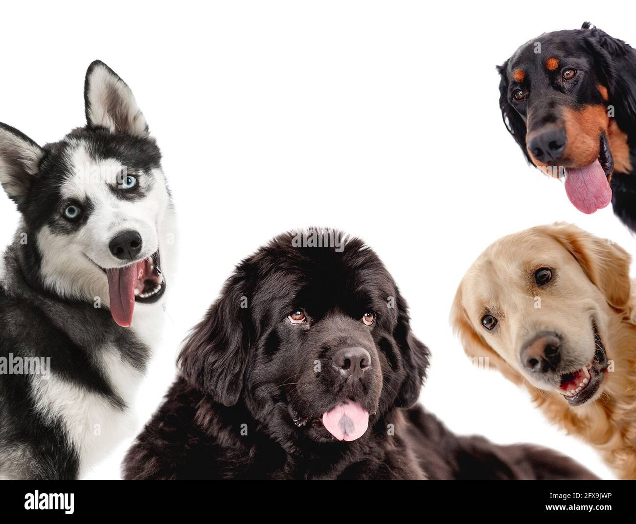 Collage of fluffy dogs Stock Photo - Alamy