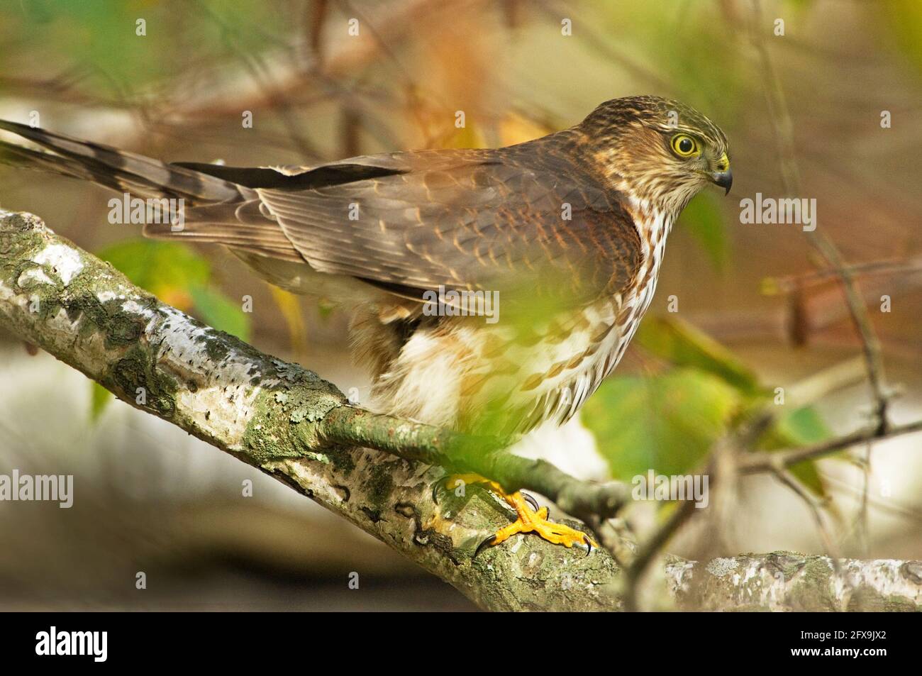 Sharp shinned hawks hi-res stock photography and images - Alamy