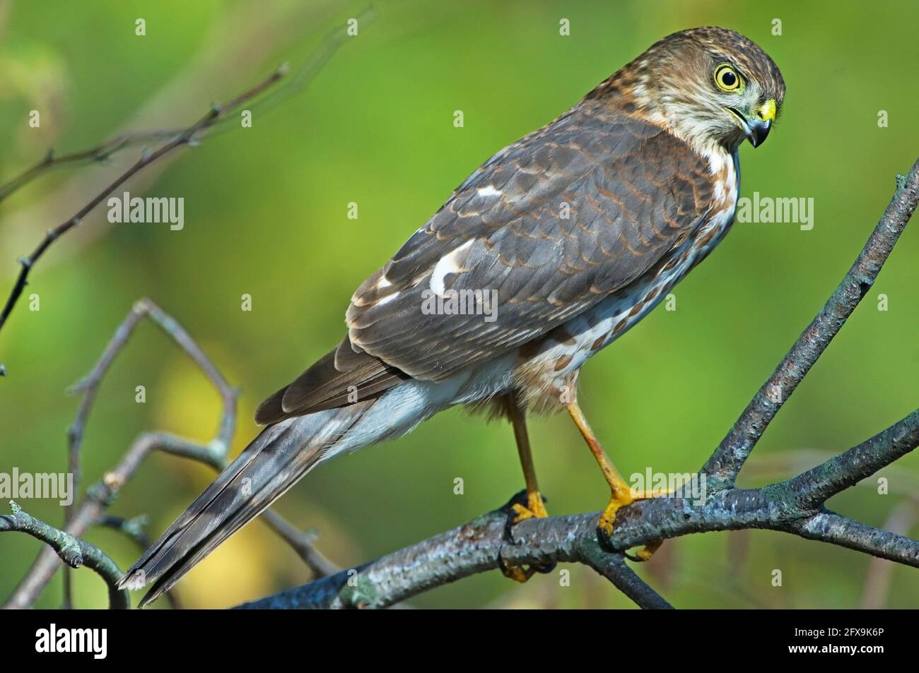 Sharp shinned hawks hi-res stock photography and images - Alamy