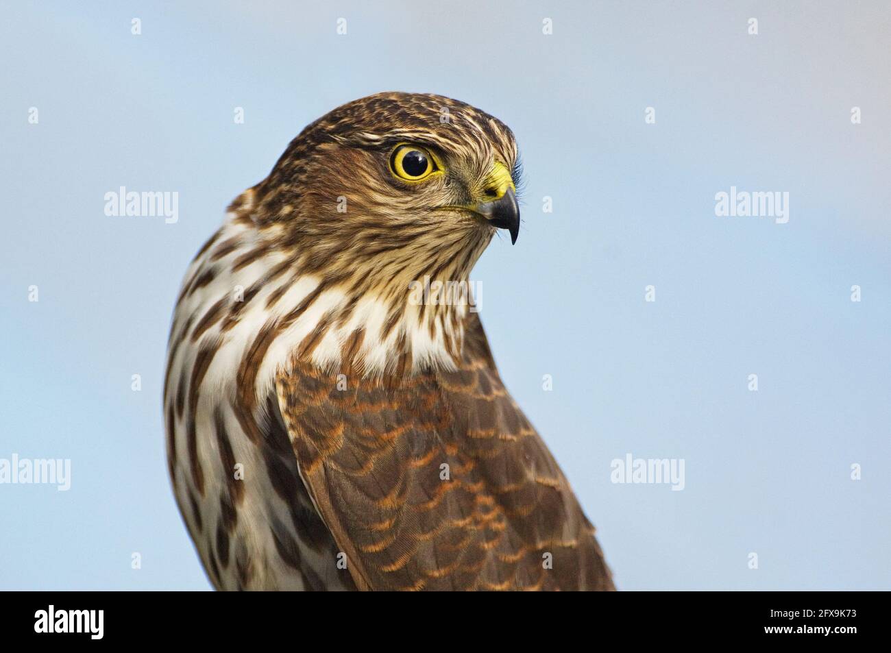 Juvenile sharp-shinned hawk - a wild unfettered bird photographed from ...