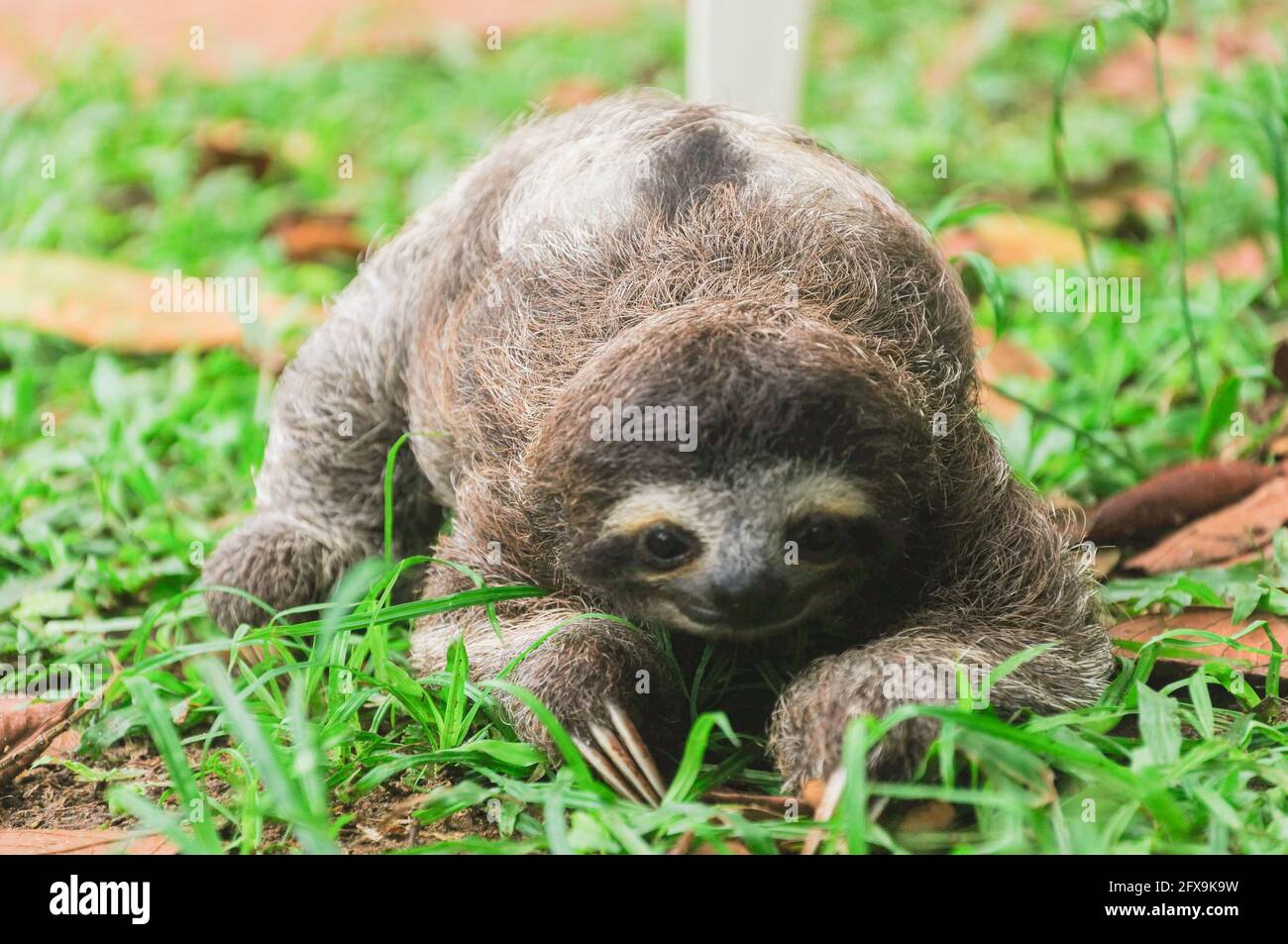 Sloth Laying Down