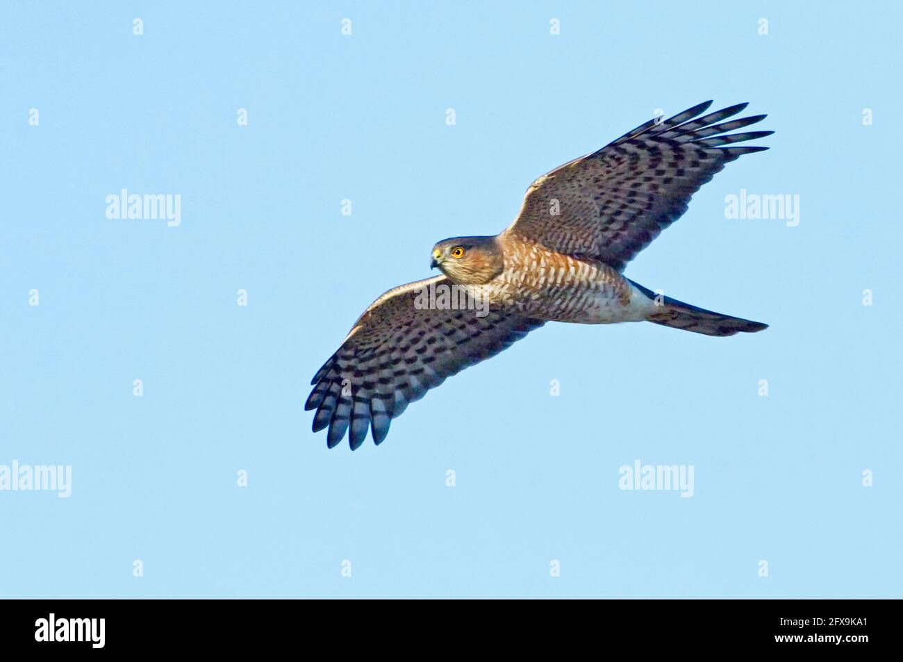 Adult sharp-shinned hawk in flight Stock Photo - Alamy