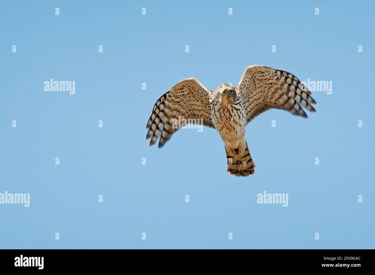 Juvenile sharp-shinned hawk in flight Stock Photo - Alamy