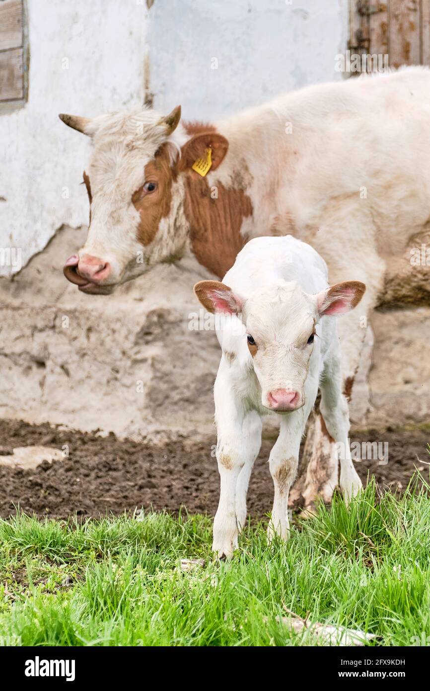 Month old calf hi-res stock photography and images - Alamy