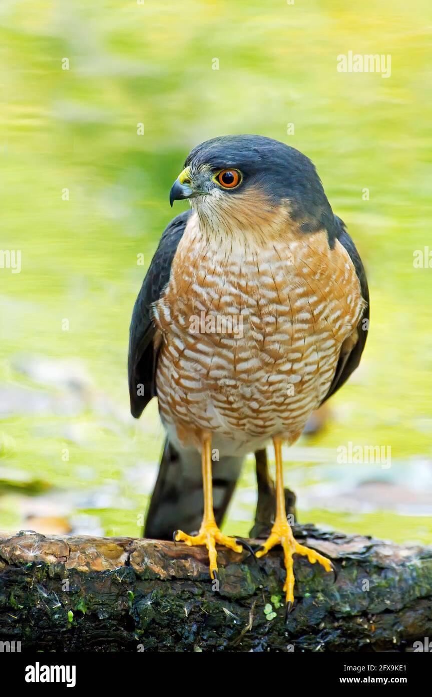 Adult sharp-shinned hawk Stock Photo - Alamy