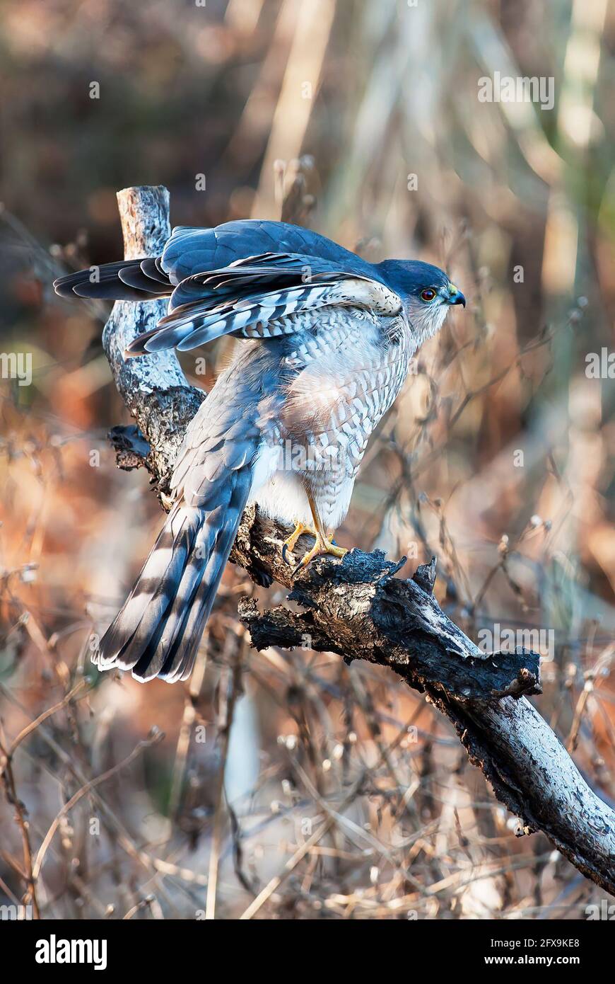 Adult sharp-shinned hawk Stock Photo - Alamy