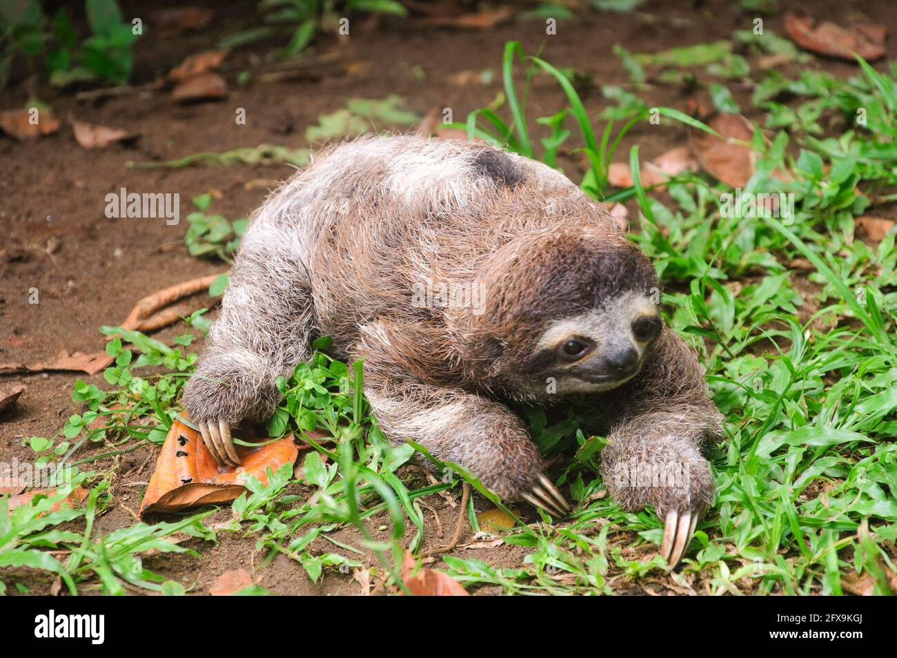 Three-toed sloth bear lying on the grass Stock Photo - Alamy