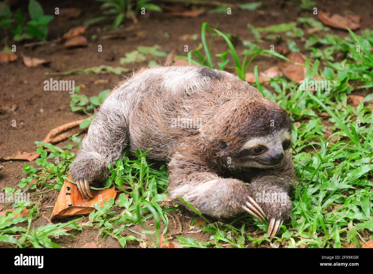 Sloth Laying Down