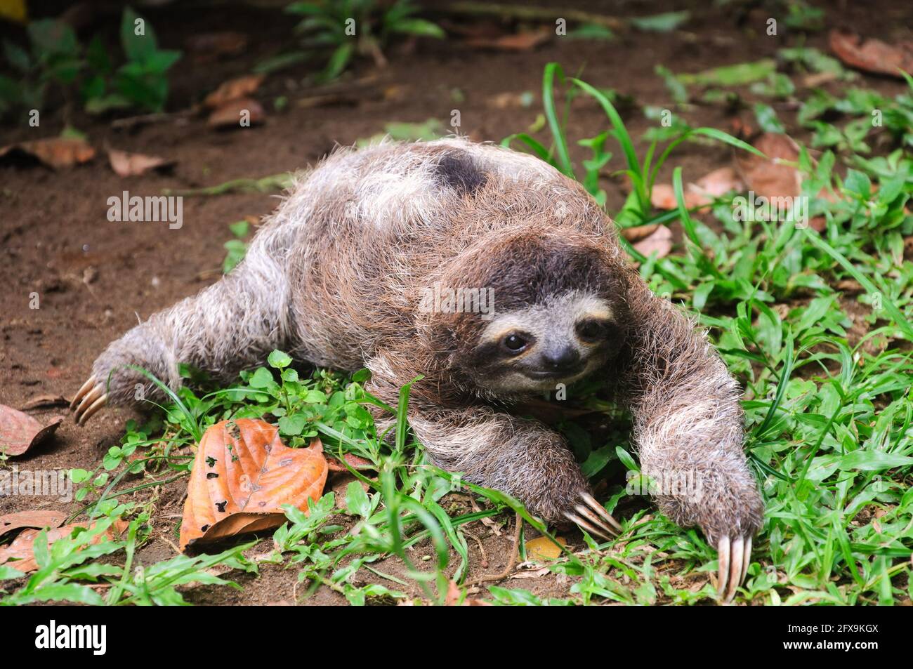 Sloth Laying Down