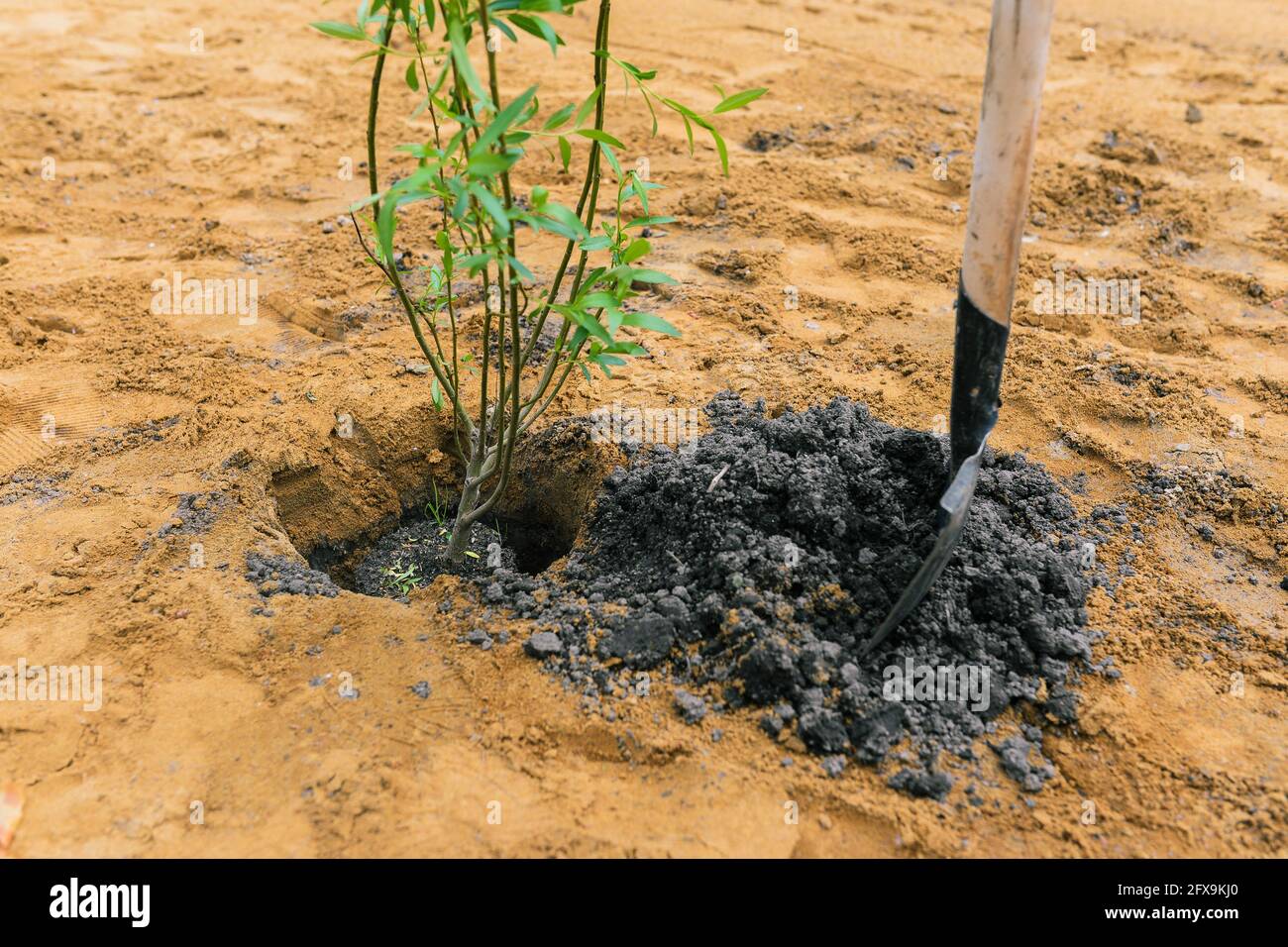 Planting plants in the ground. Reforestation. Gardening, ecology and ...