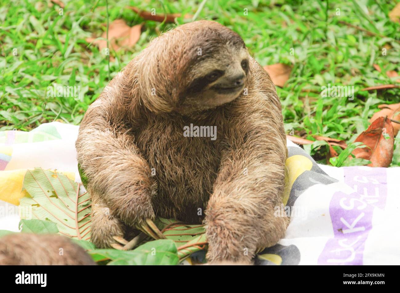 Three toed sloth claw hi-res stock photography and images - Alamy