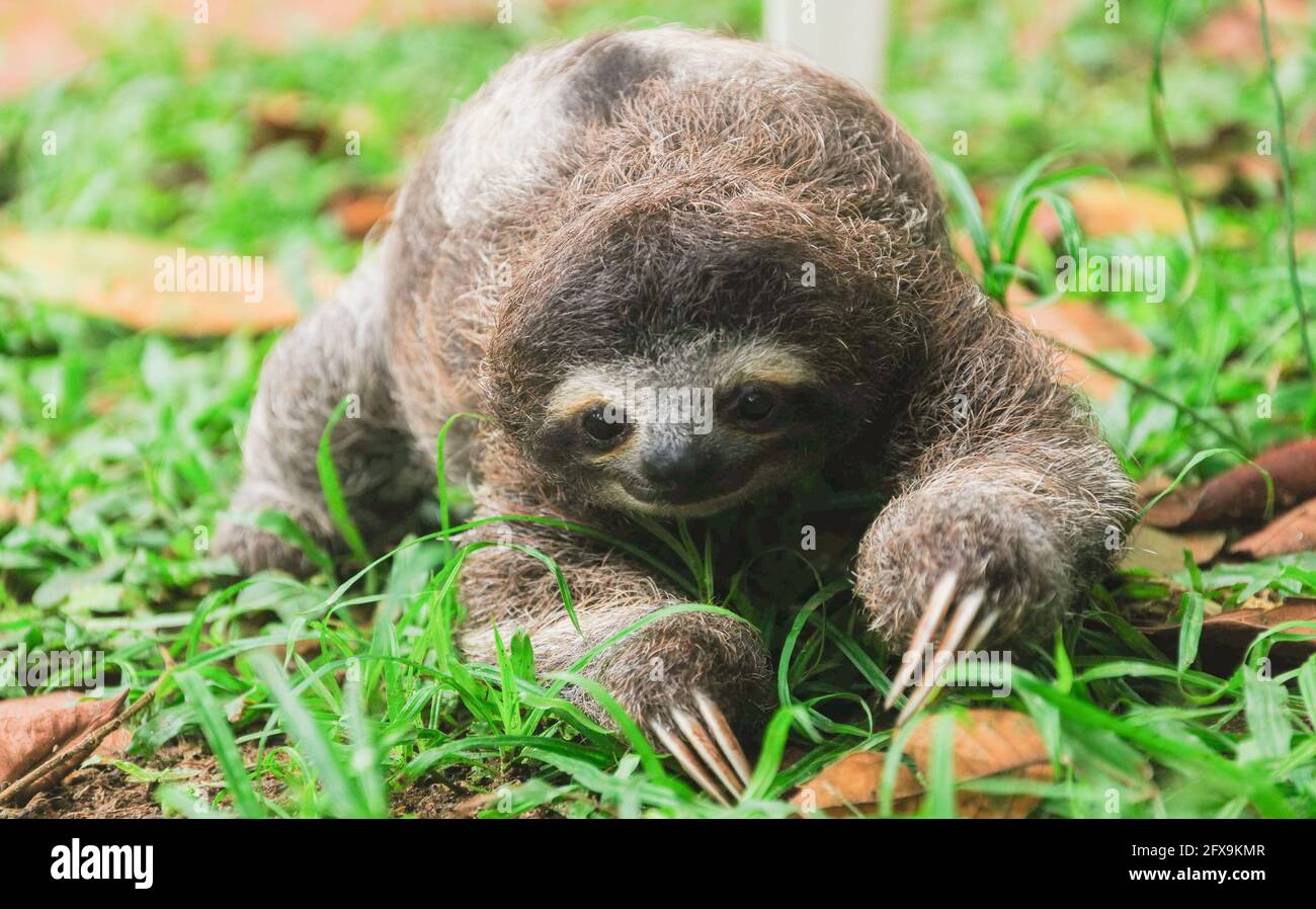 Three-toed sloth bear lying on the grass Stock Photo - Alamy