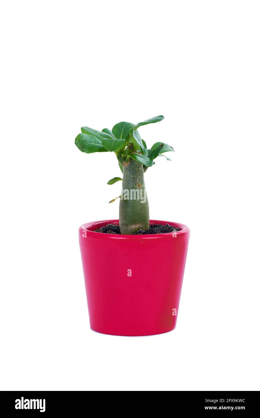 a miniature adenium obesum plant in a pink ceramic plant pot on a white ...