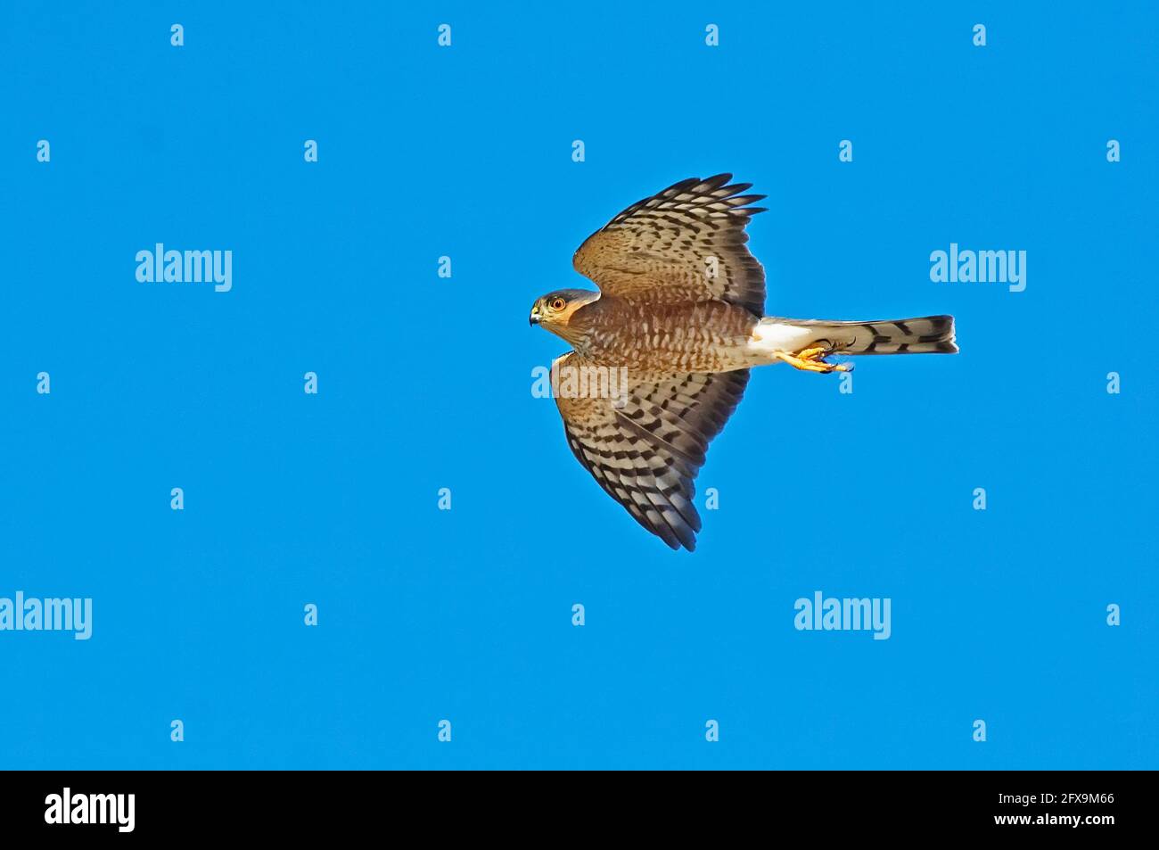 Sharp Shinned Hawk Flying