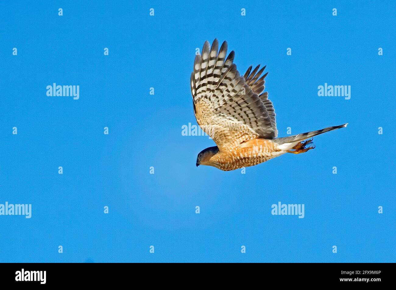 Adult sharp-shinned hawk in flight Stock Photo - Alamy