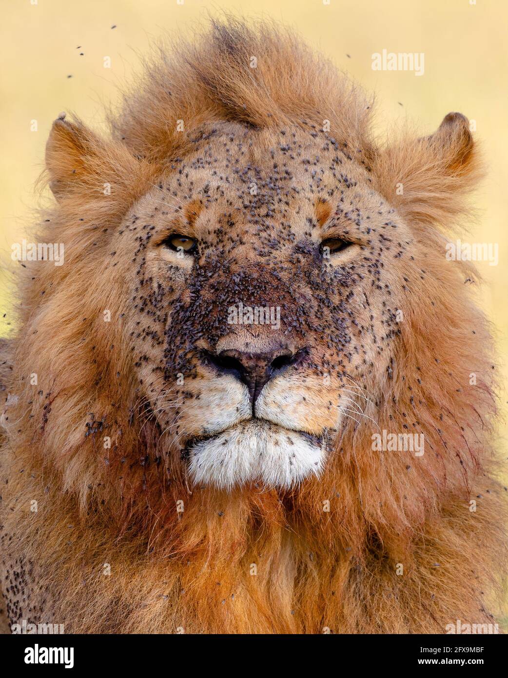 The lion - defiant despite the fly bites - poses for this stunning ...