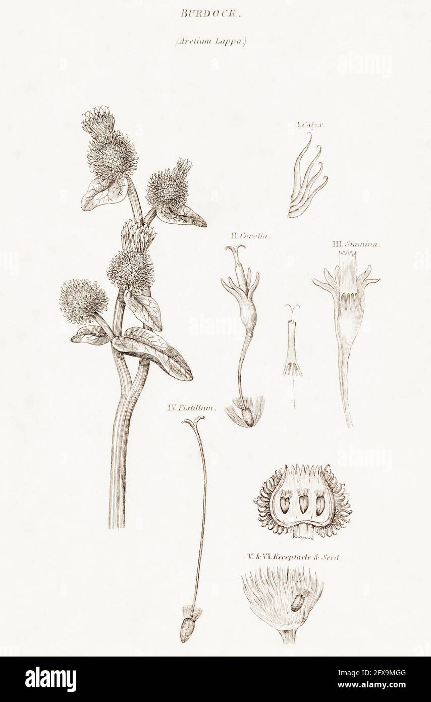 Burdock Plant Drawing
