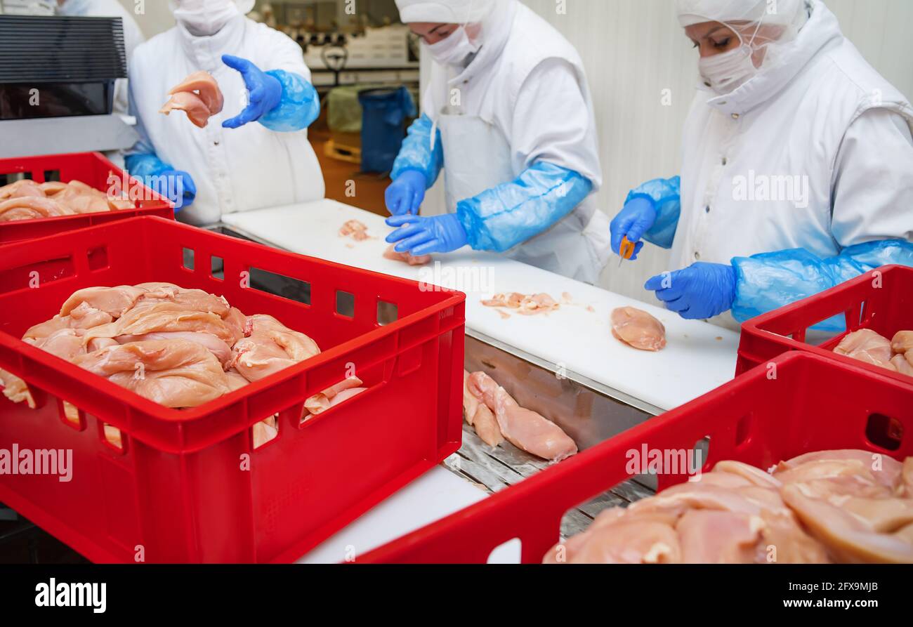 Chicken fillet production line . Factory for the production of food ...