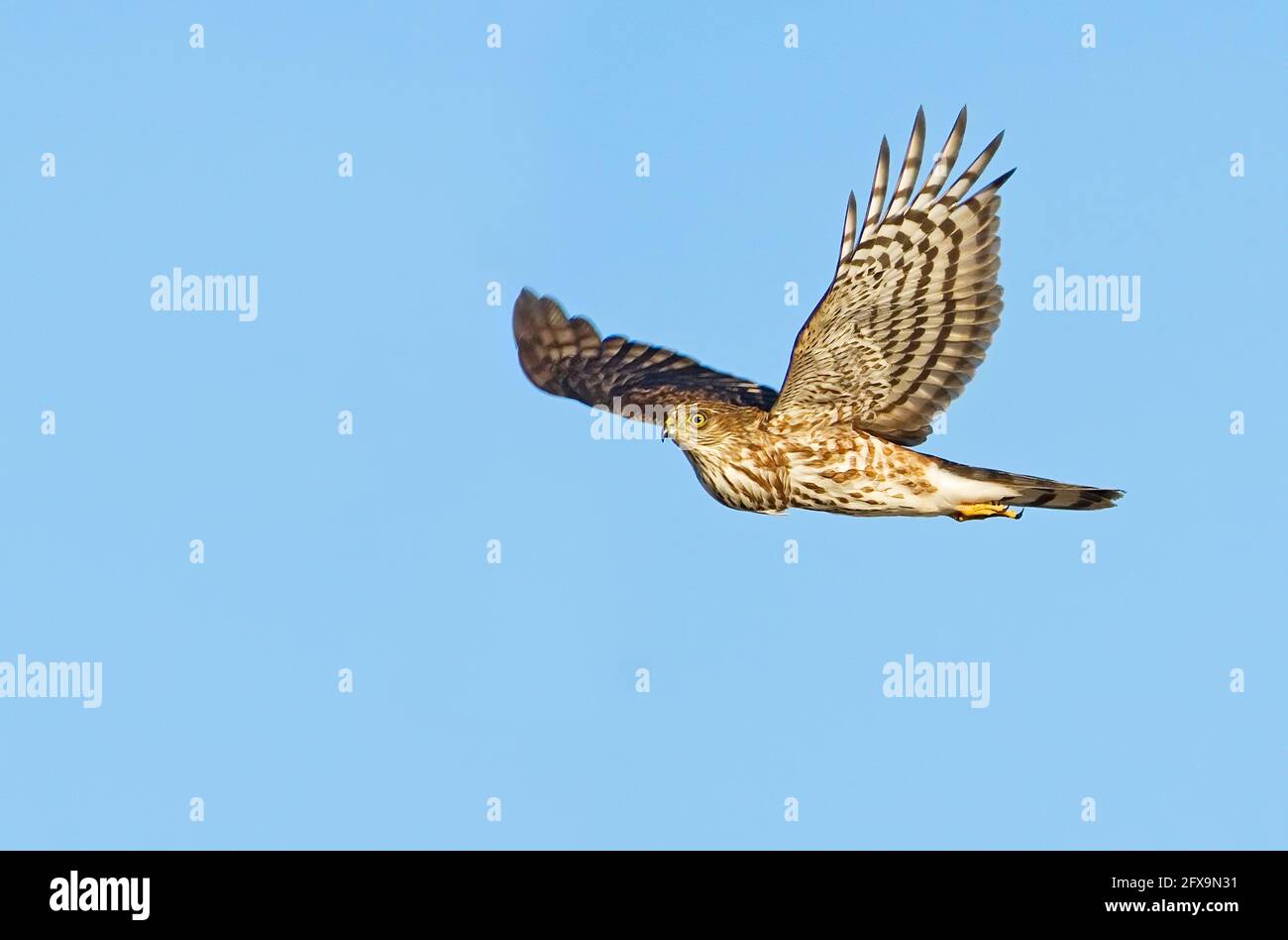 Juvenile sharp-shinned hawk in flight Stock Photo - Alamy