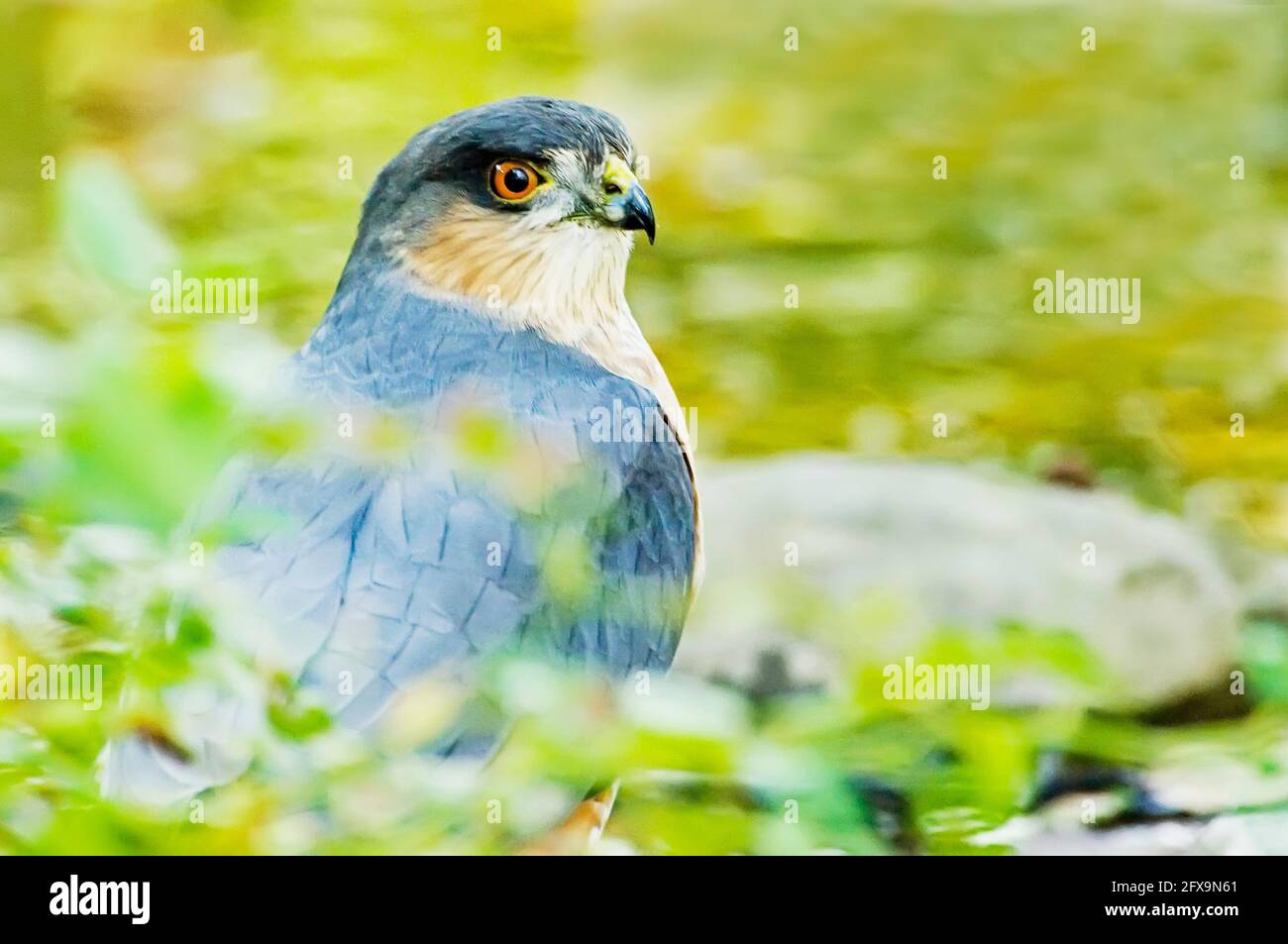 Adult sharp-shinned hawk Stock Photo - Alamy