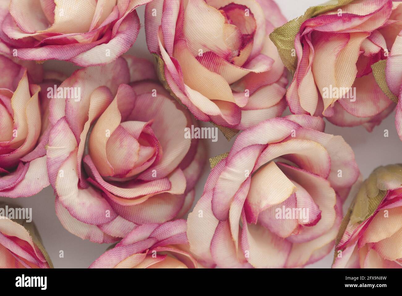 Top view of pink roses on a white background Stock Photo - Alamy