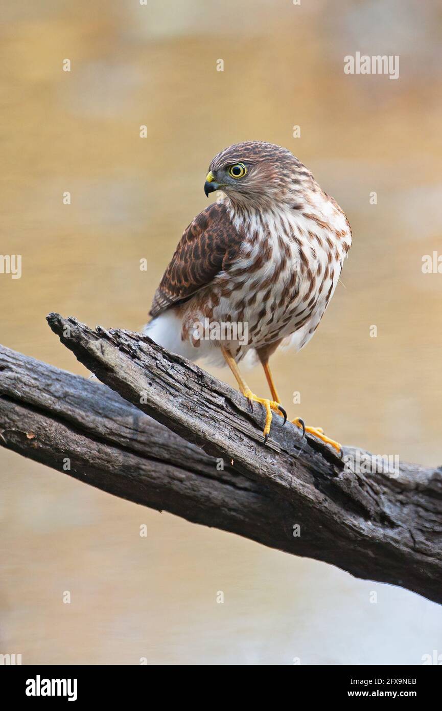 Juvenile sharp-shinned hawk Stock Photo - Alamy