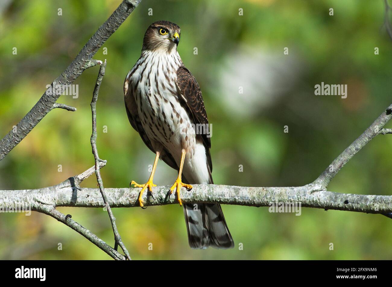 Sharp shinned hawks hi-res stock photography and images - Alamy