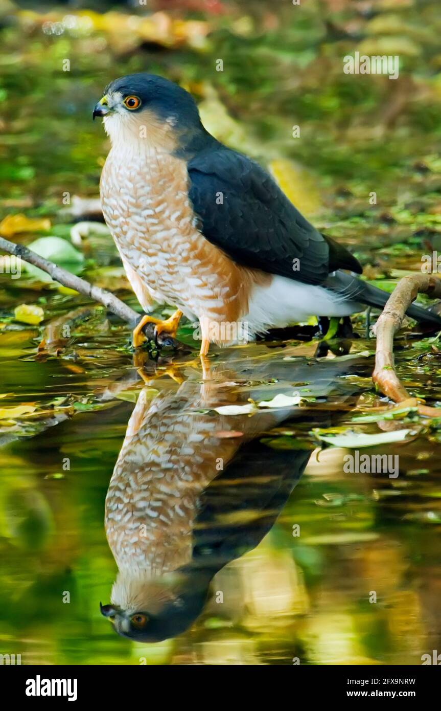Adult sharp-shinned hawk Stock Photo - Alamy