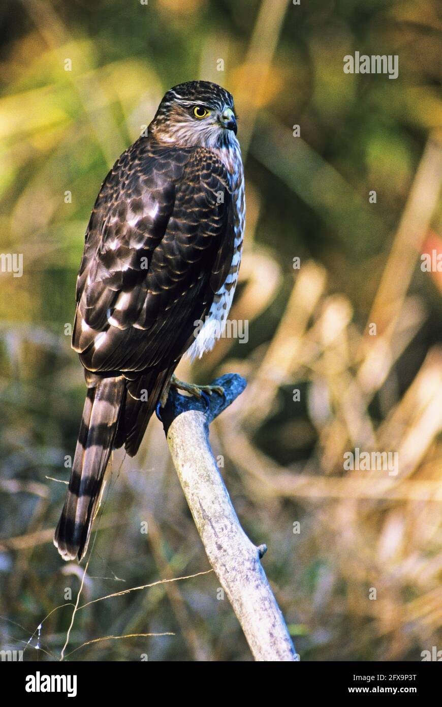Juvenile sharp-shinned hawk Stock Photo - Alamy