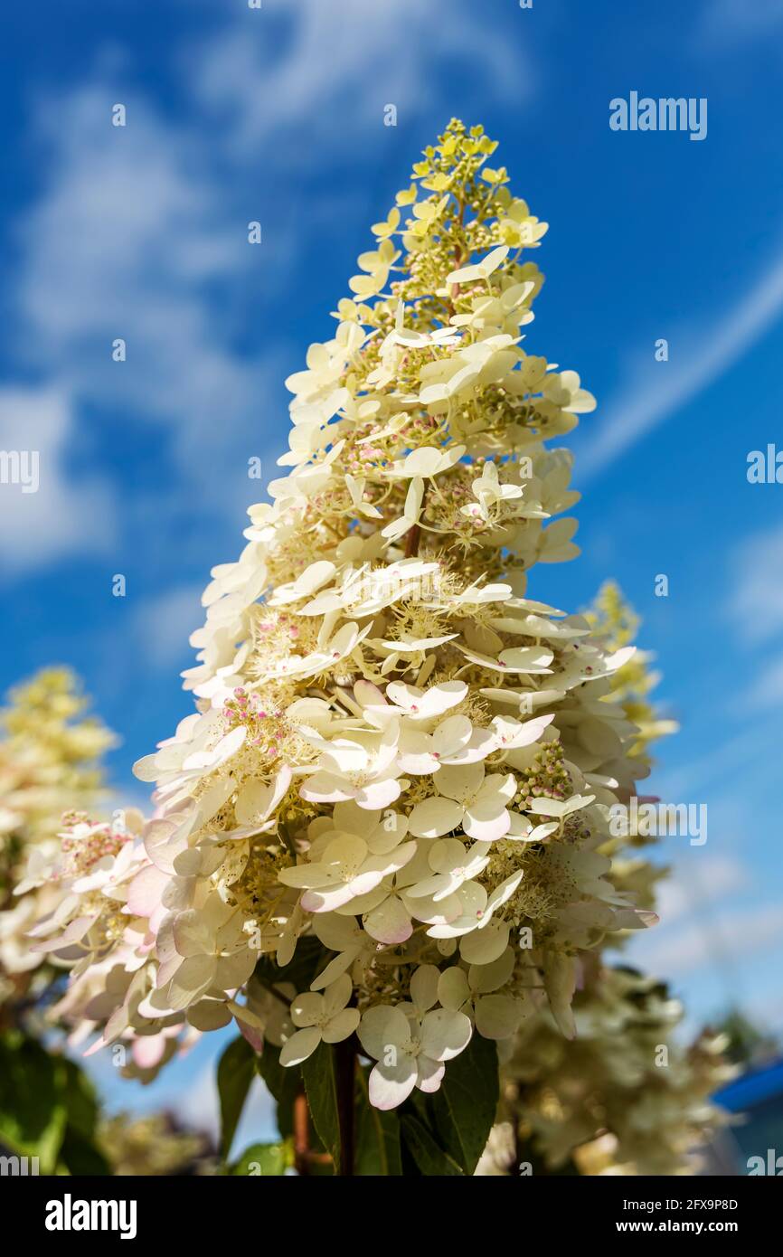 Hydrangea Paniculata High Resolution Stock Photography and Images - Alamy
