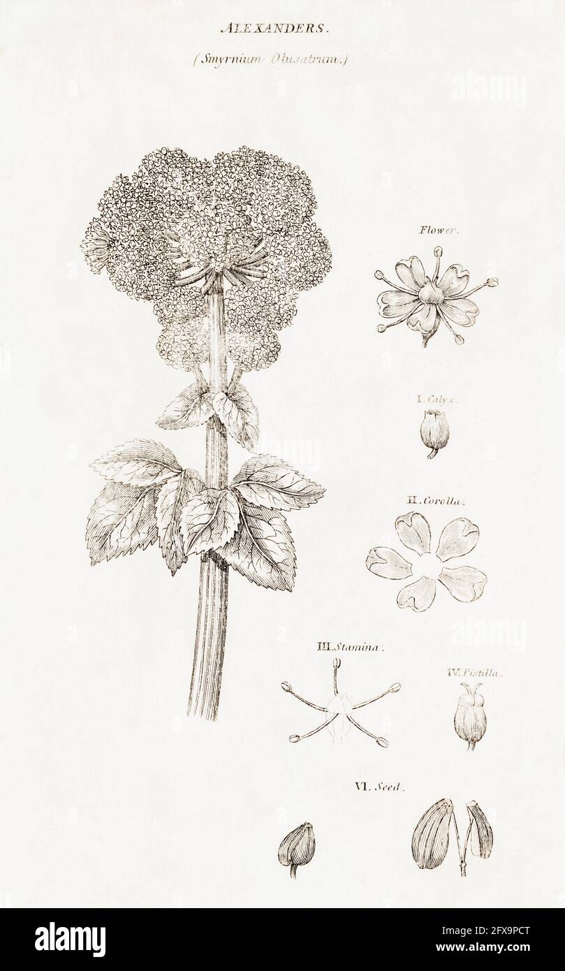Copperplate botanical illustration of Alexanders / Smyrnium olusatrum ...
