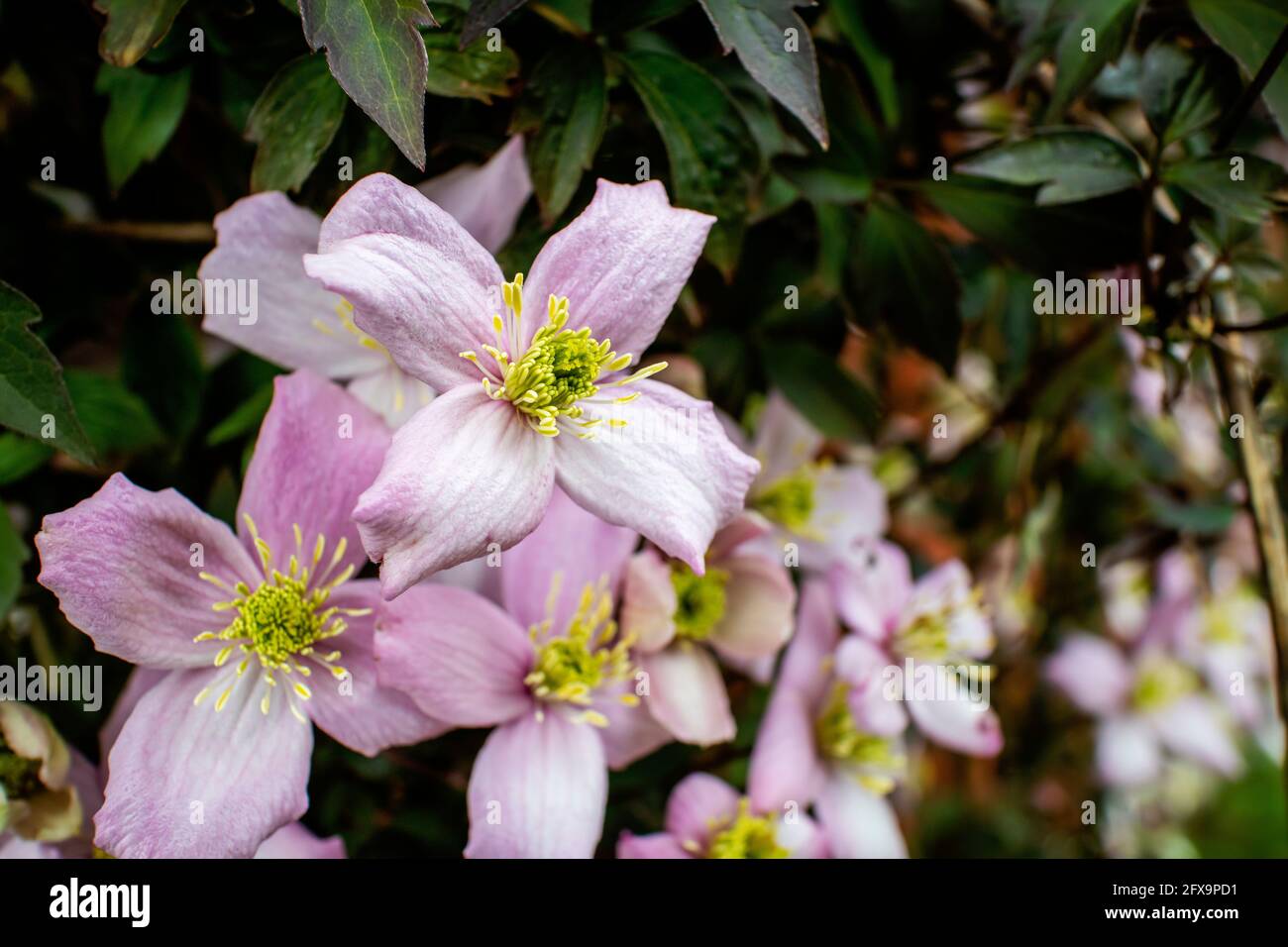 Pink flowers of the deciduous climber, Clematis Montana in late spring ...