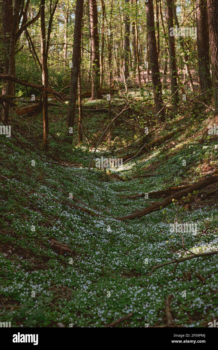 Beautiful dark forest with white flowers growing on the ground and thin ...