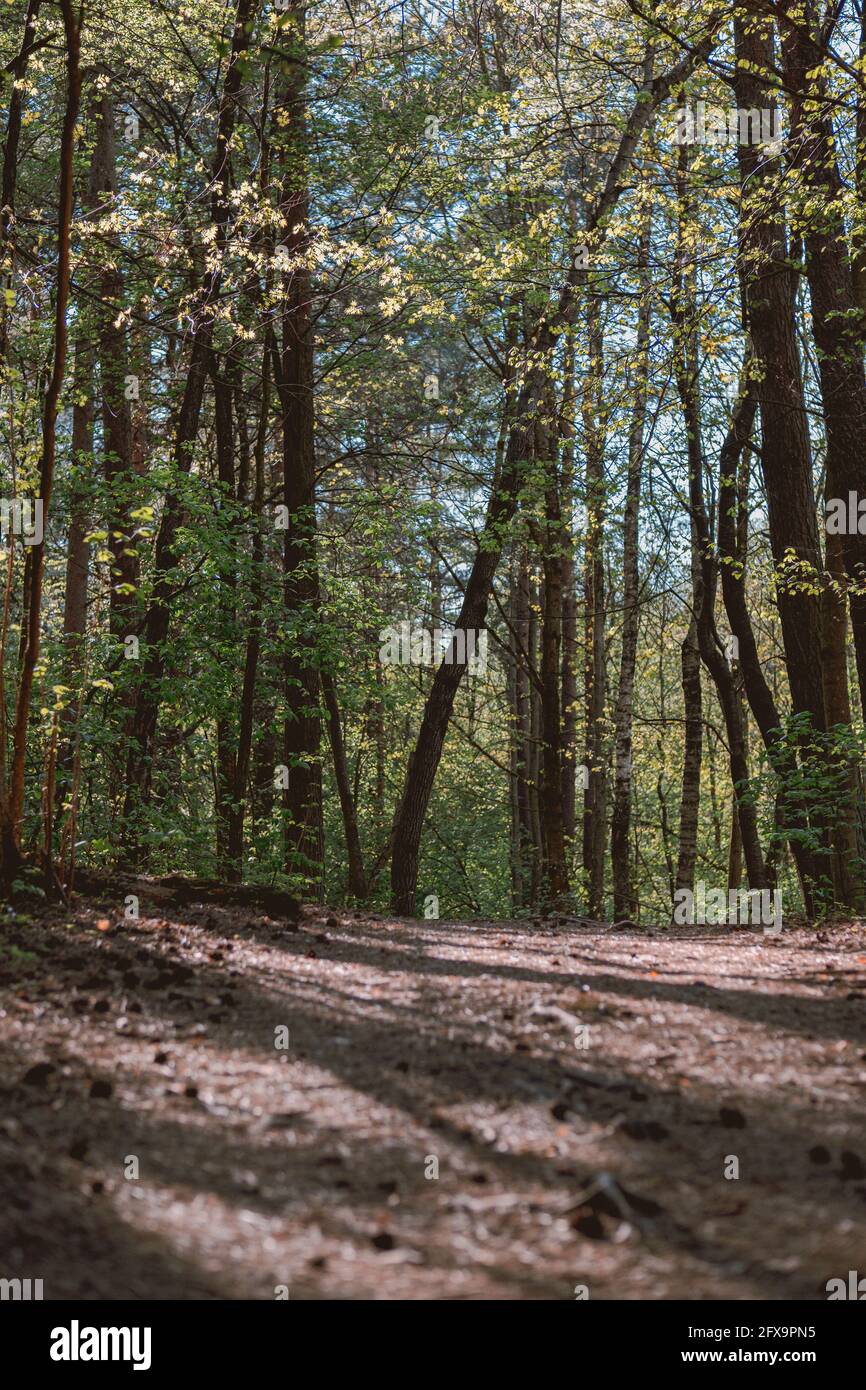 Shot of beautiful trees with thin branches and green leaves growing in ...