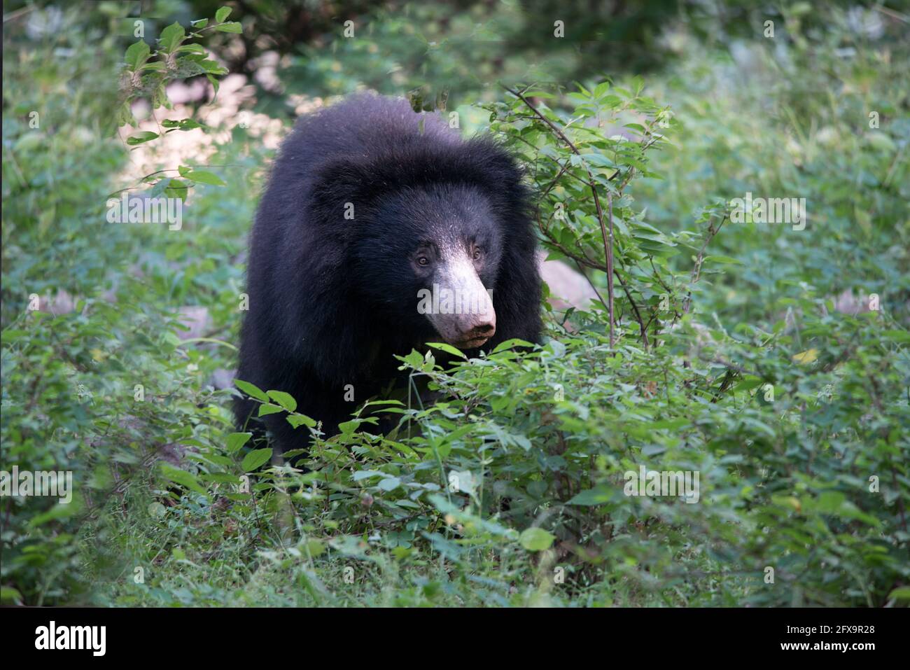 Bhalu hi-res stock photography and images - Alamy