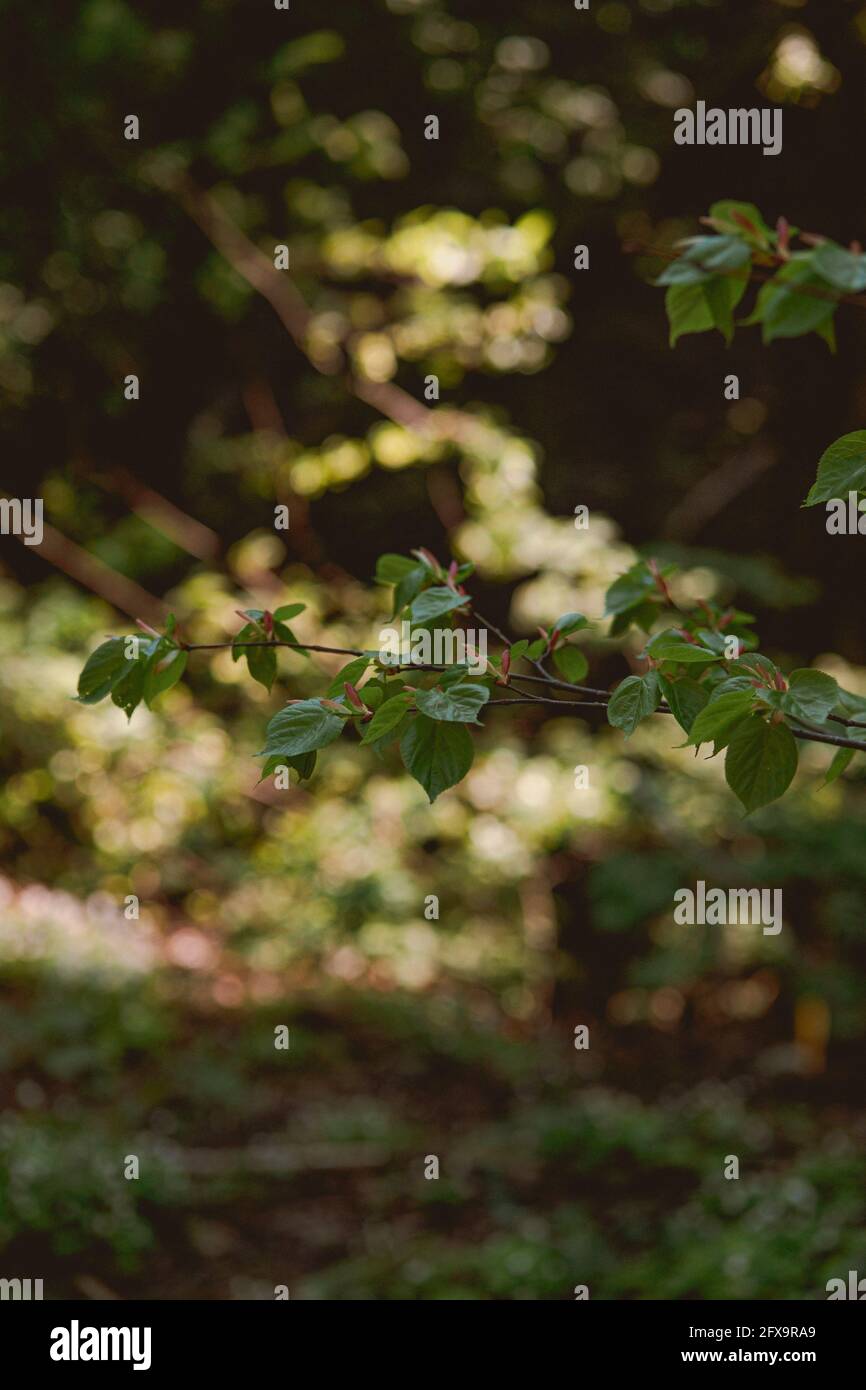 Selective focus shot of a tree branch with green leaves Stock Photo - Alamy