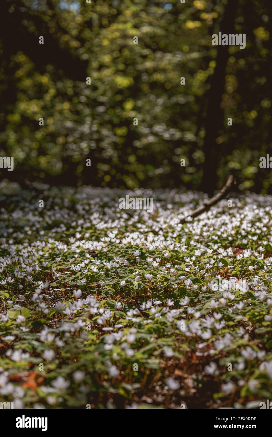 Beautiful forest with white flowers growing alongside trees Stock Photo ...